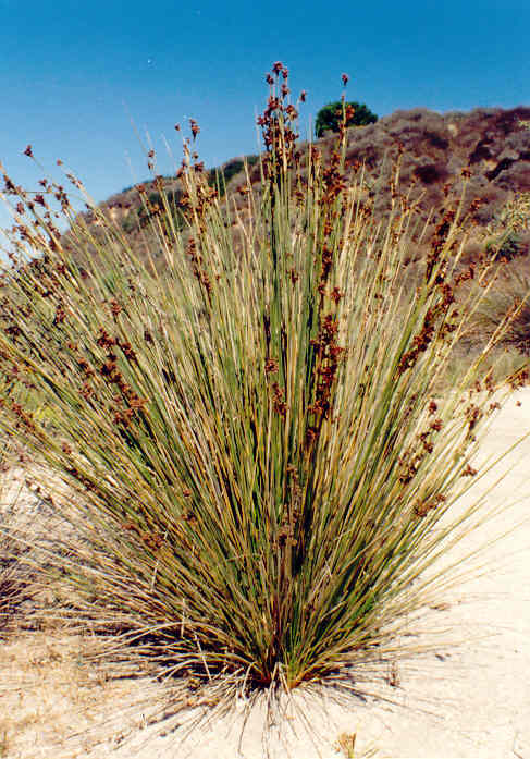 Juncus acutus L